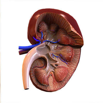 Clínica Urológica Dr. Busto en A Coruña | rinon